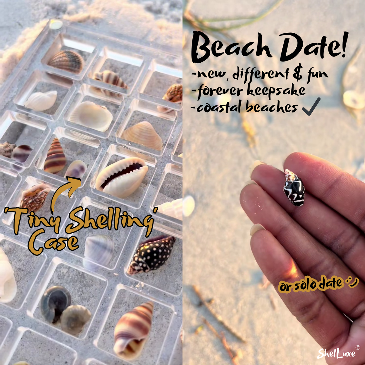 ShelLuxe- Tiny Shell Date, Display Case – Shelluxe