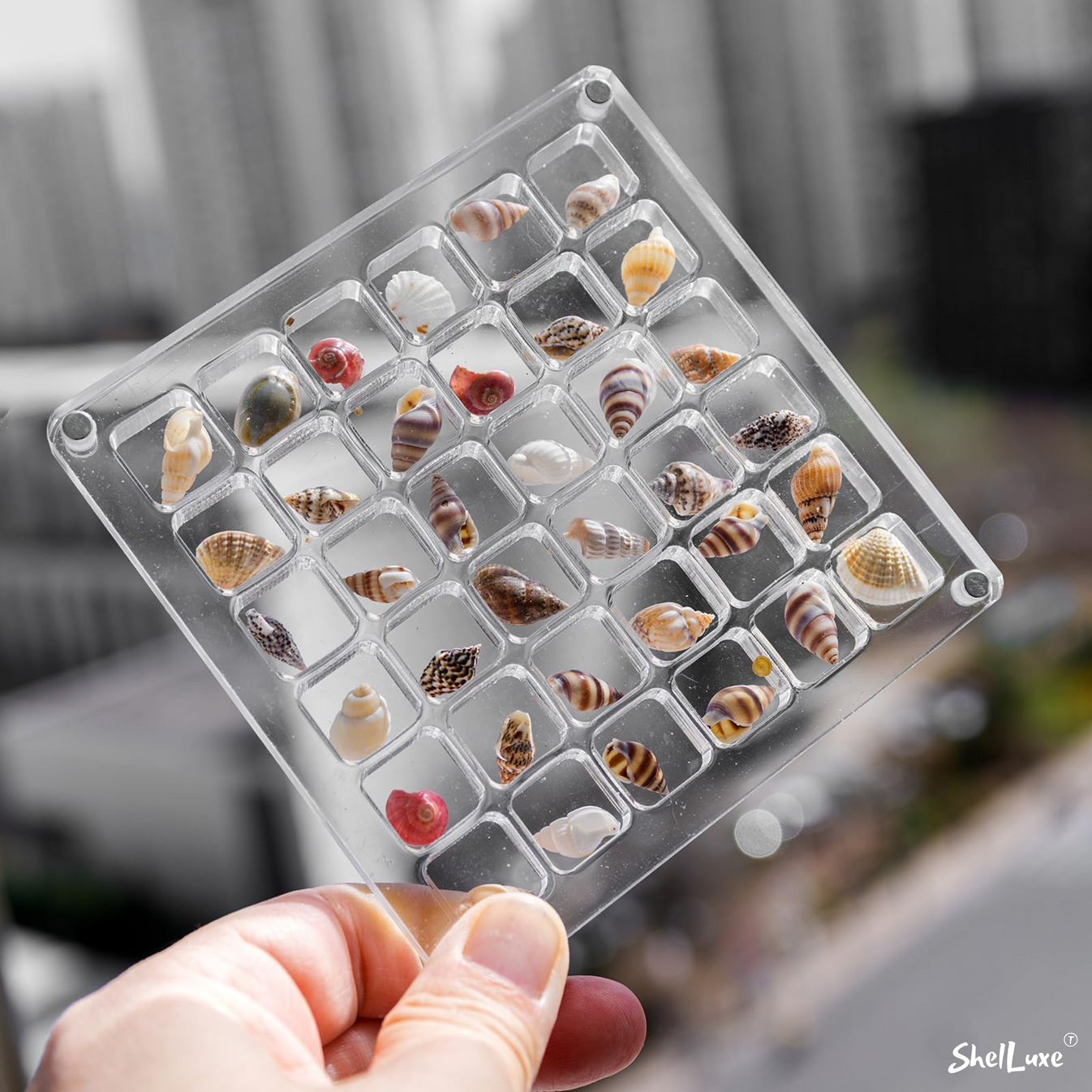 ShelLuxe- Tiny Shell Date, Display Case – Shelluxe