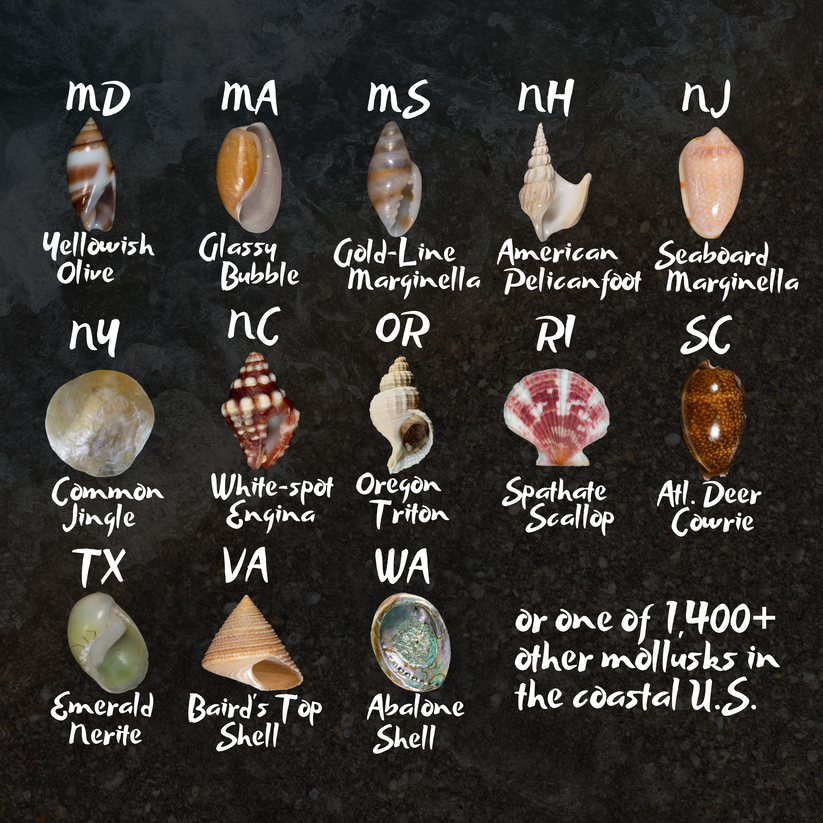 ShelLuxe- Tiny Shell Date, Display Case – Shelluxe